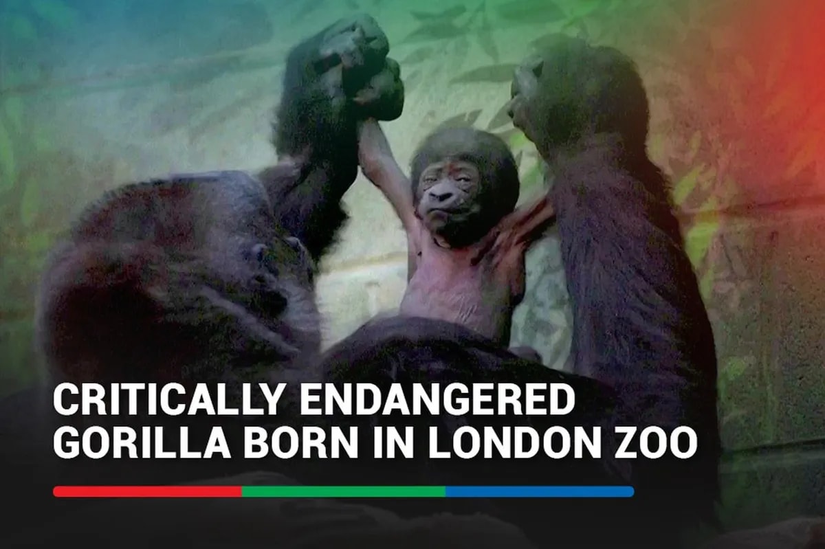 London zoo welcomes birth of critically endangered gorilla | ABS-CBN