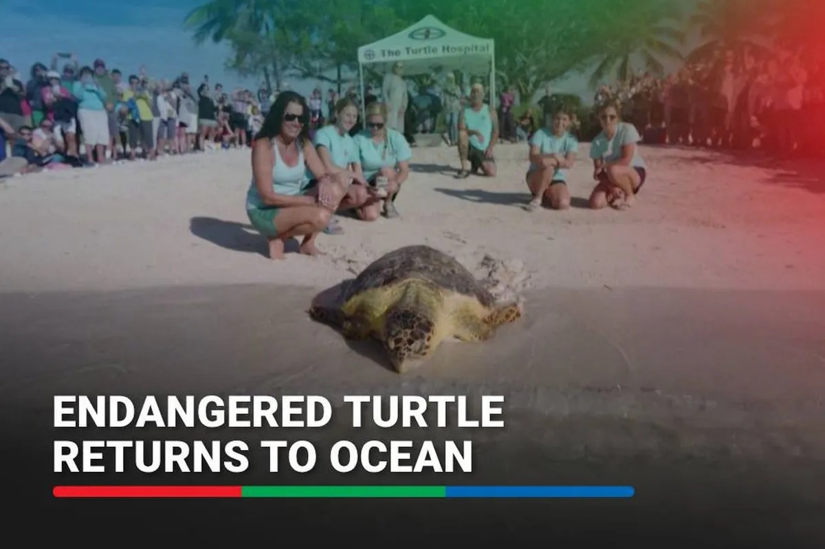 200-pound sea turtle released back into the Atlantic Ocean | ABS-CBN