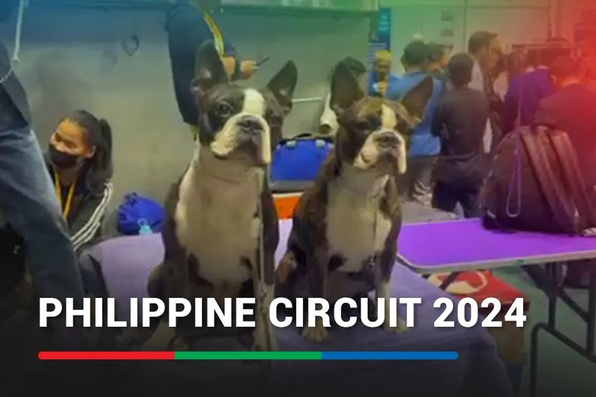 Iba’t ibang breed ng mga aso tampok sa Philippine Circuit 2024 | ABS ...