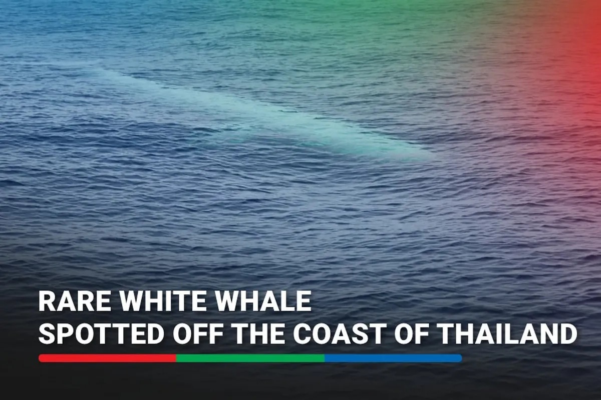 Rare white whale spotted off the coast of Thailand | ABS-CBN