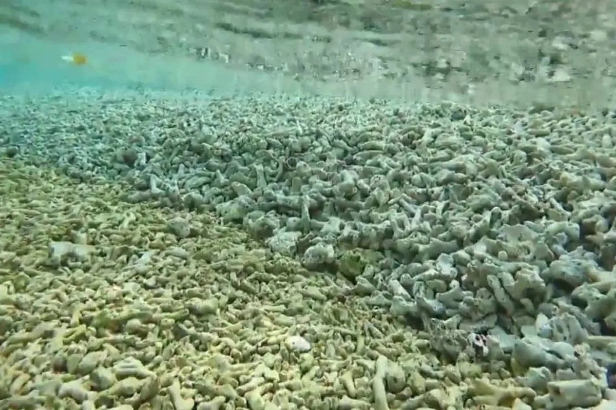 China destroyed at least 21,000 acres of coral reefs: CSIS report | ABS ...