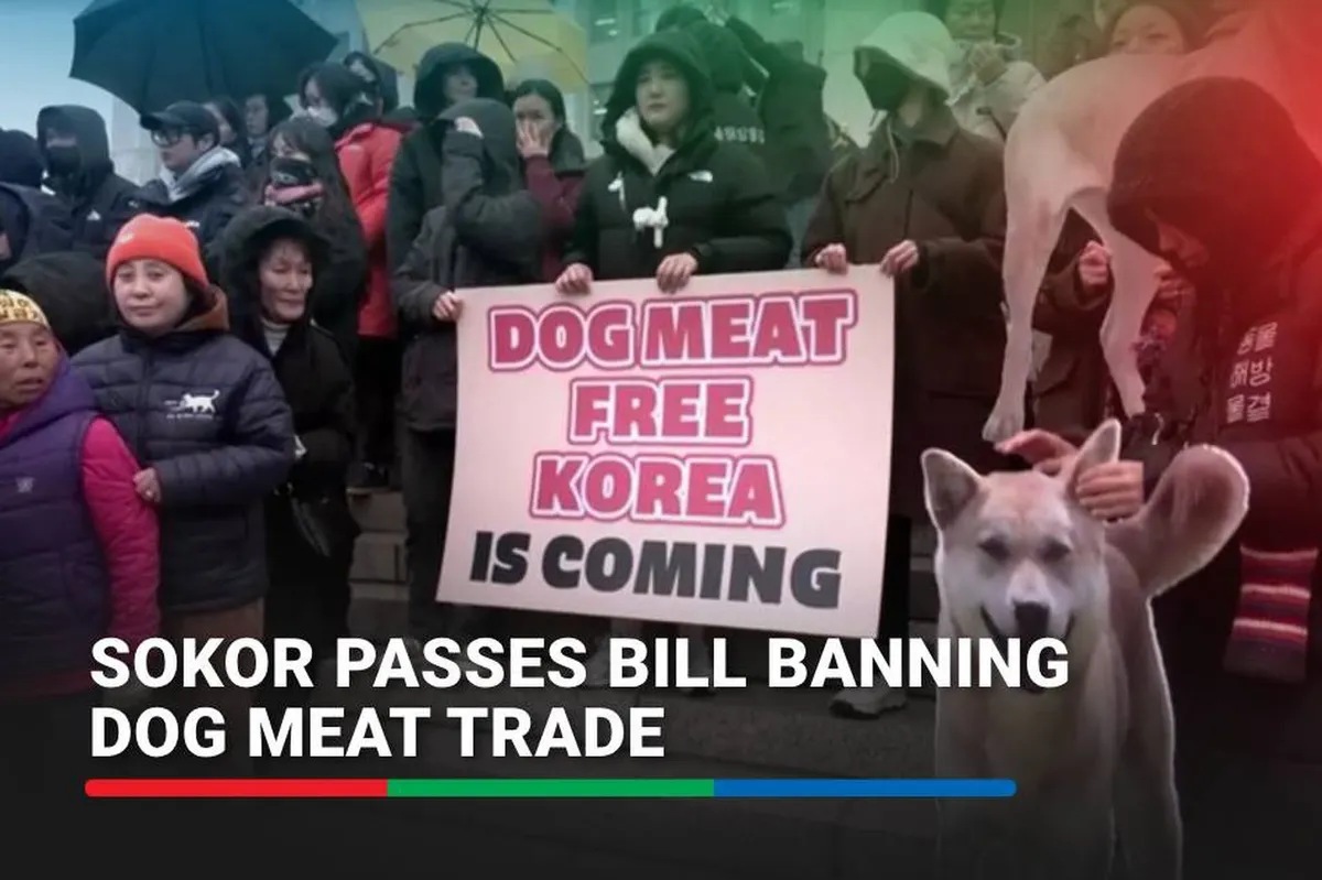 Activists cheer as South Korea passes bill to ban dog meat trade | ABS-CBN