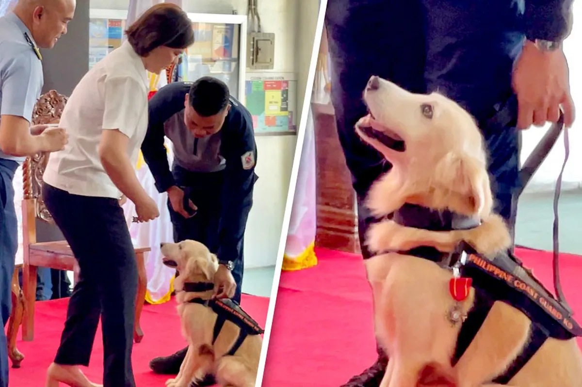 Hero dog Appa receives bronze cross medal from Vice President Duterte ...