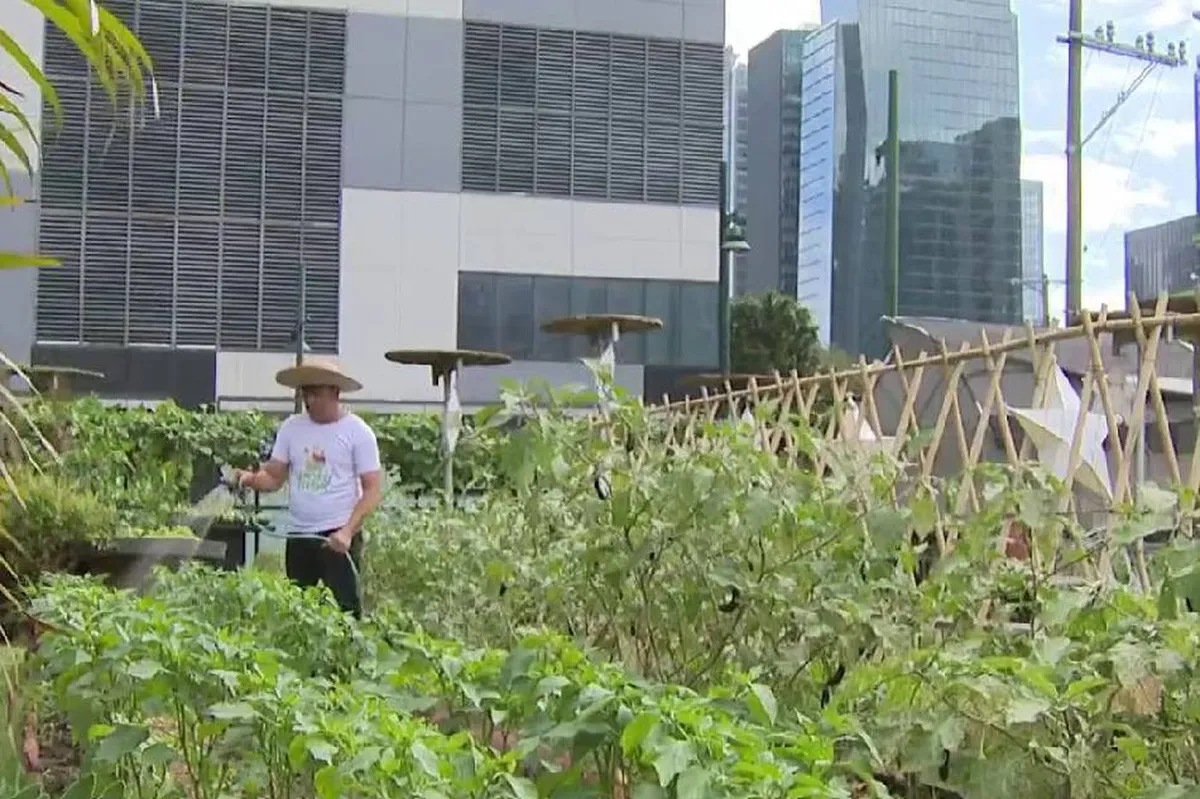 Urban farm umuusbong sa BGC | ABS-CBN News