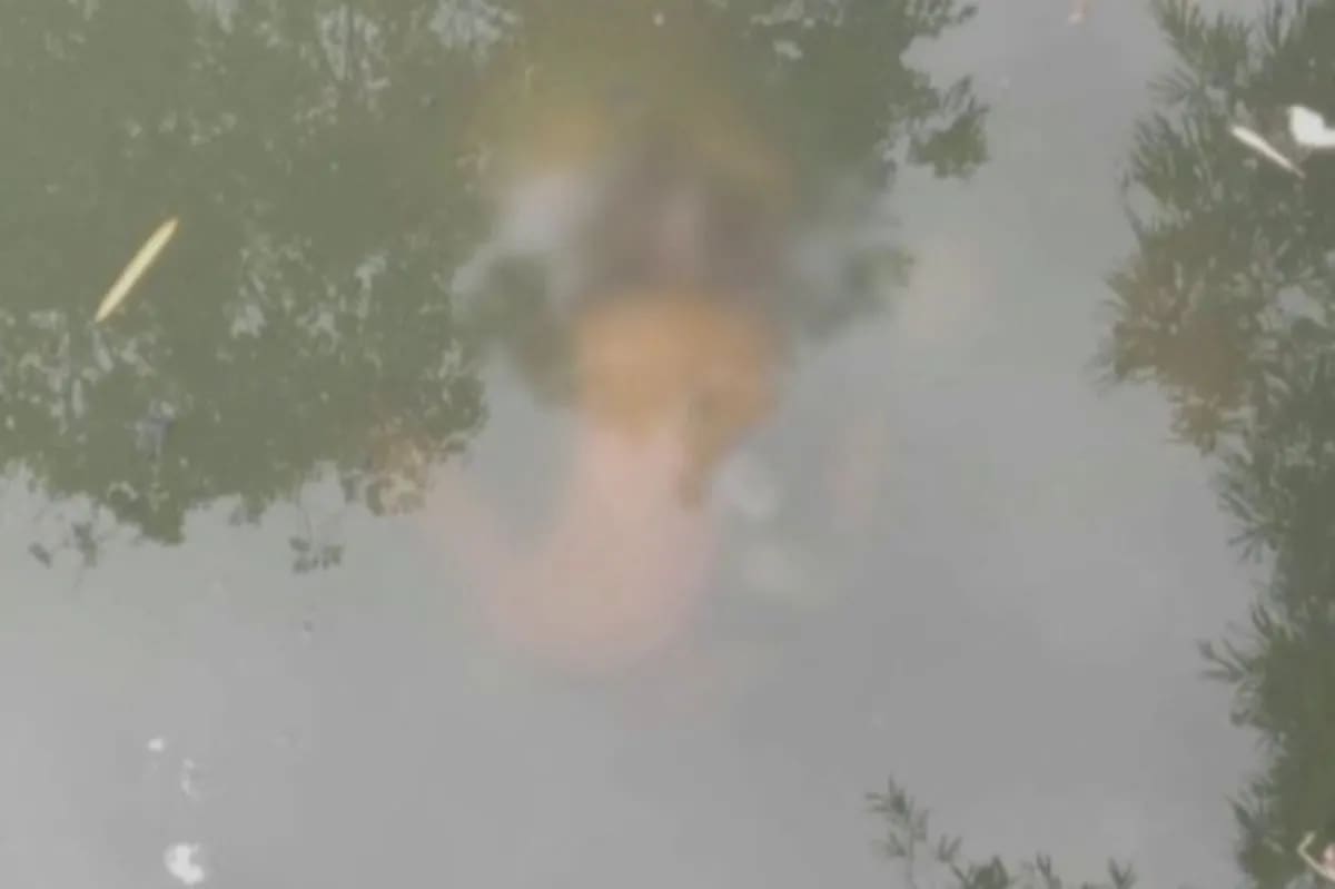 Bangkay ng lalaki natagpuan sa isang creek | ABS-CBN News Bangkay ng lalaki natagpuan sa isang creek | ABS-CBN News