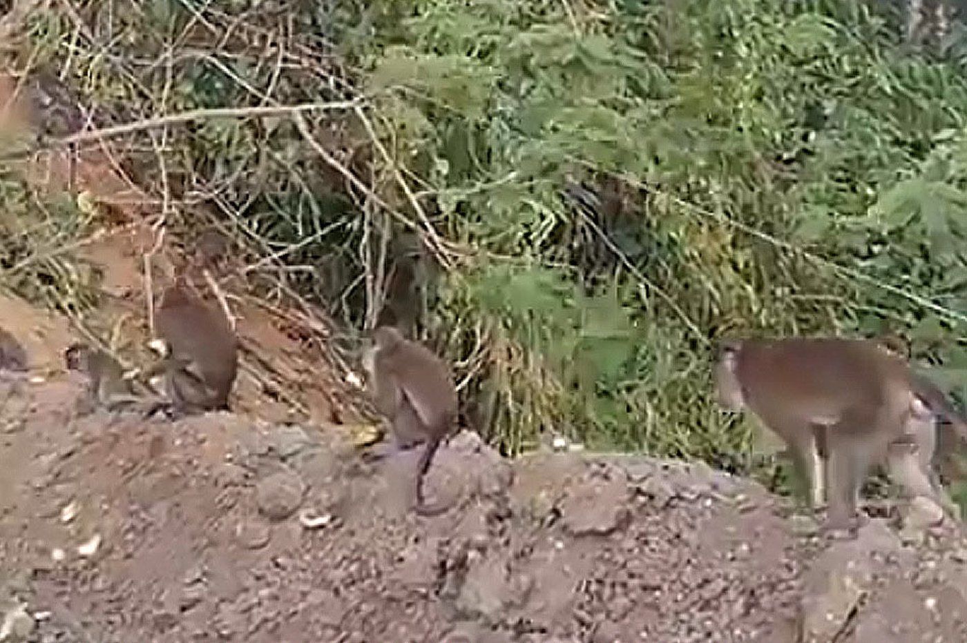 DENR to probe presence of monkeys at Cebu City chapel construction site ...