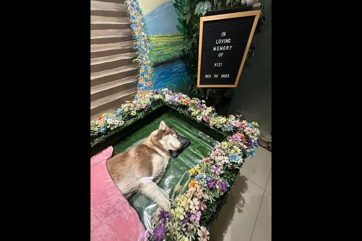 Bidding fur-well: How a pet funeral service helps owners honor their ...