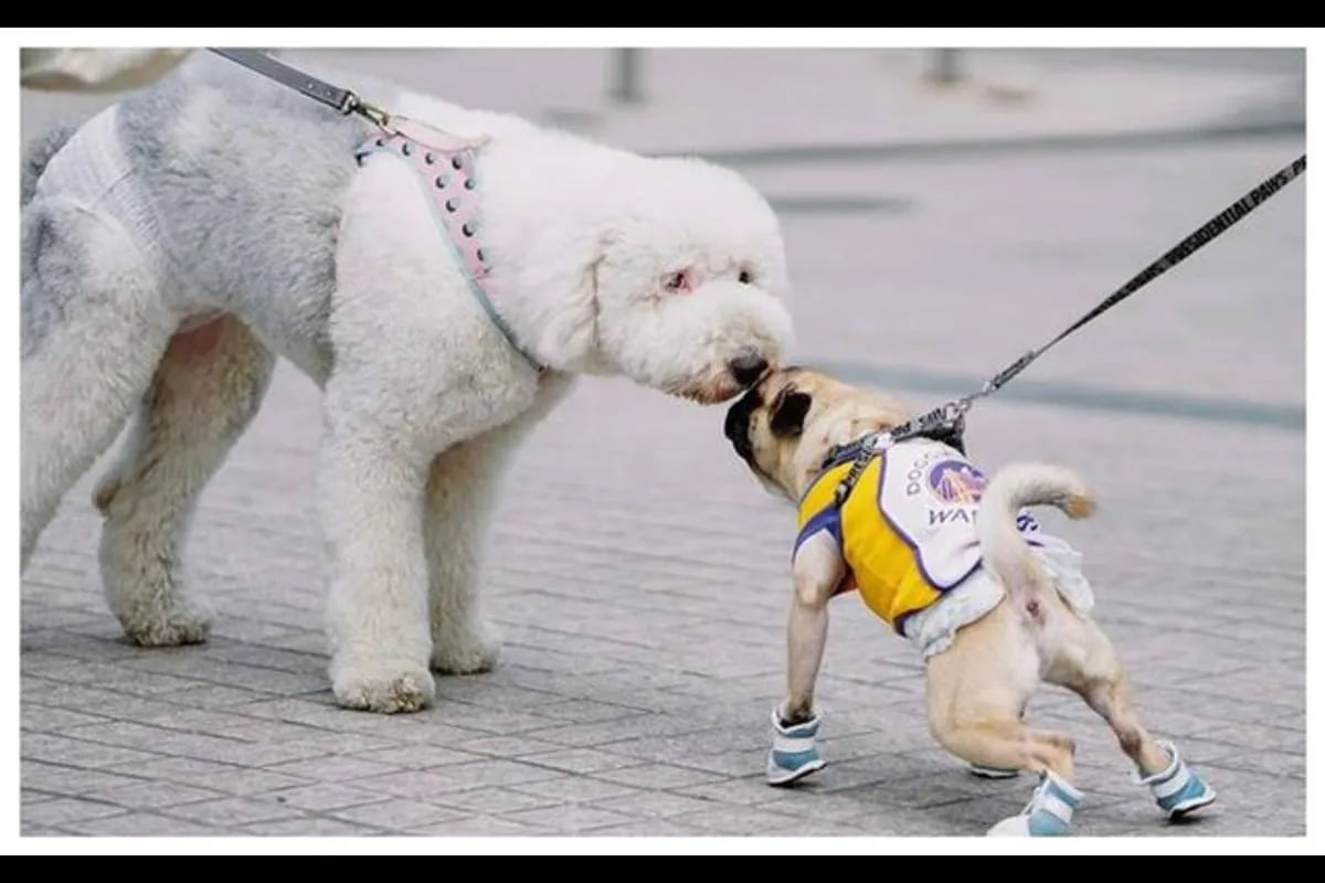 Have A Paw-tastic Summer Weekend At BGC’s 4th Pet Huddle Fair | ABS-CBN ...