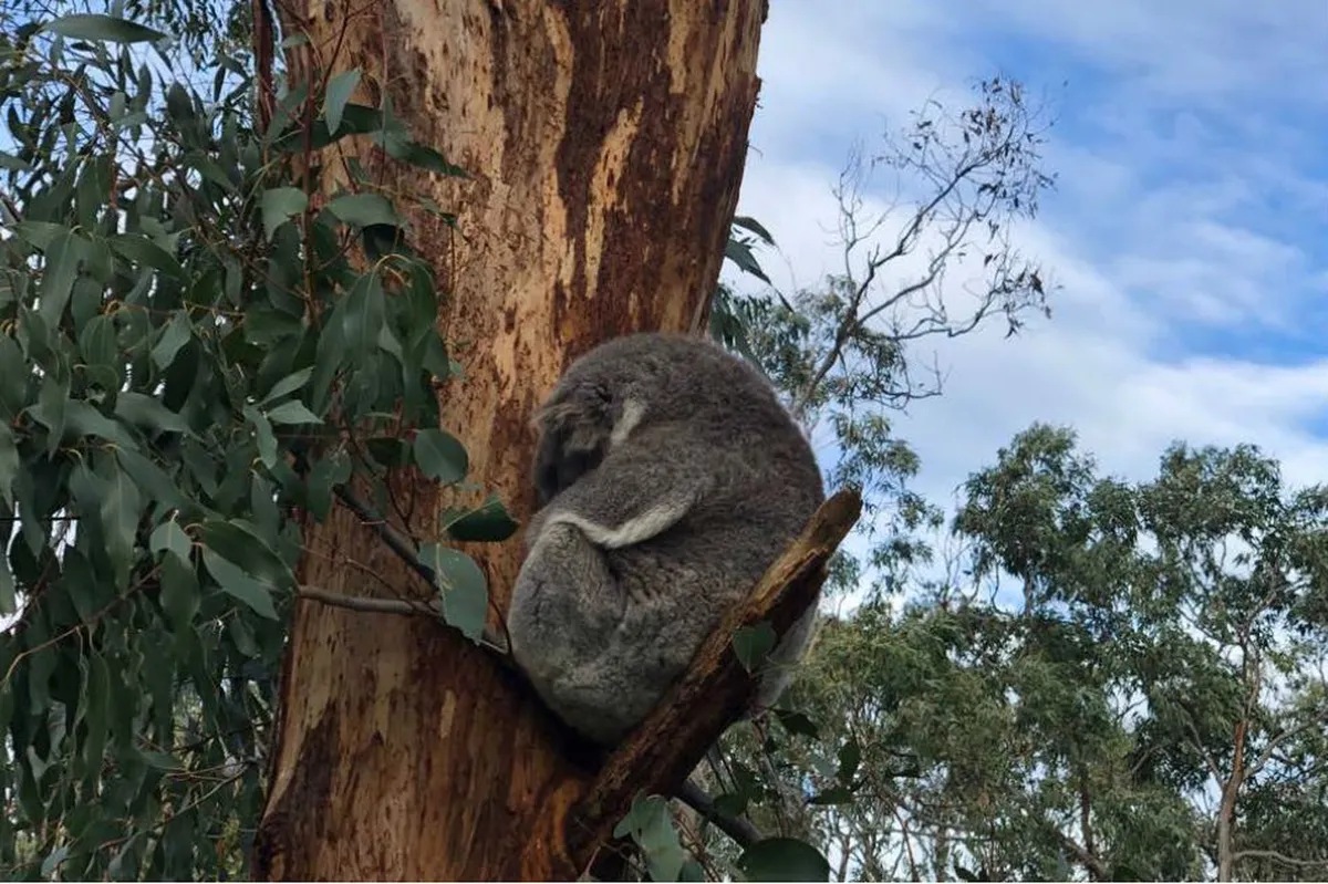 Australia logging ban to create koala haven | ABS-CBN