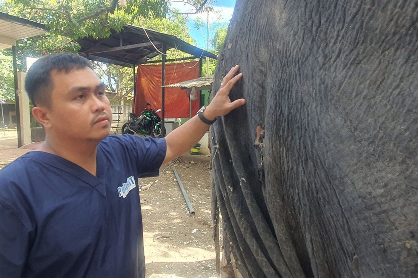 Mali 2.0: Manila Zoo's beloved elephant to return soon | ABS-CBN Lifestyle