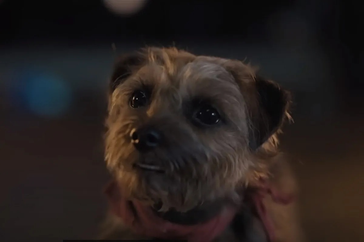 Review: R-rated dog movie 'Strays' definitely not for kids | ABS-CBN ...