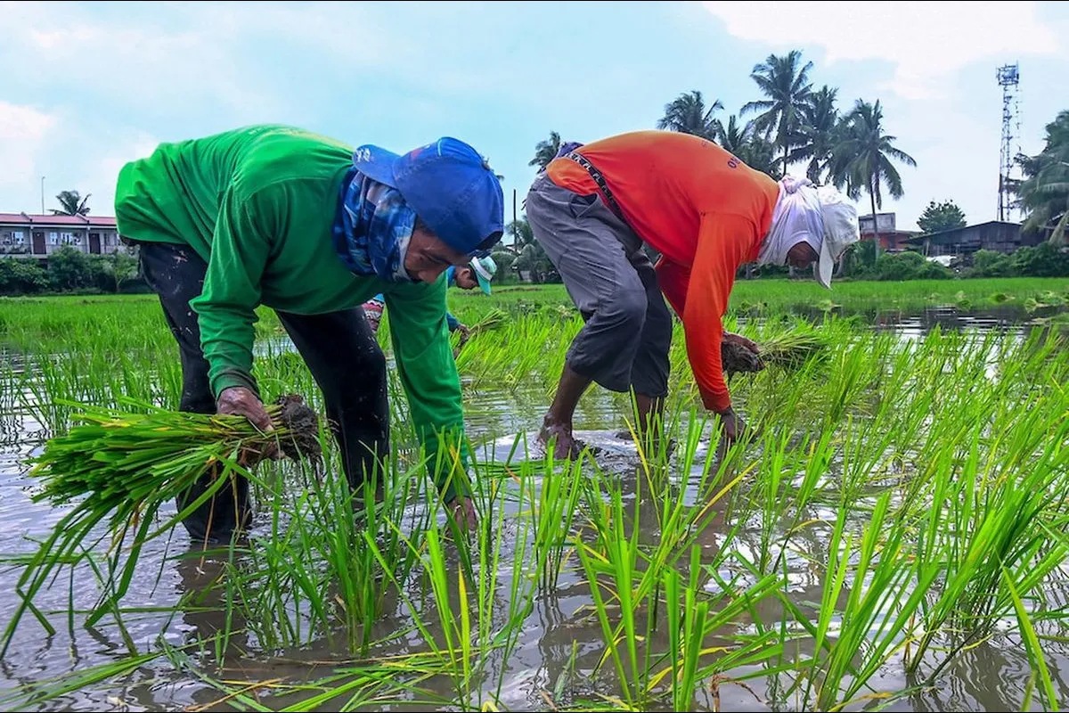 Marcos Jr defends rice price cap: Public must be able to buy affordable ...