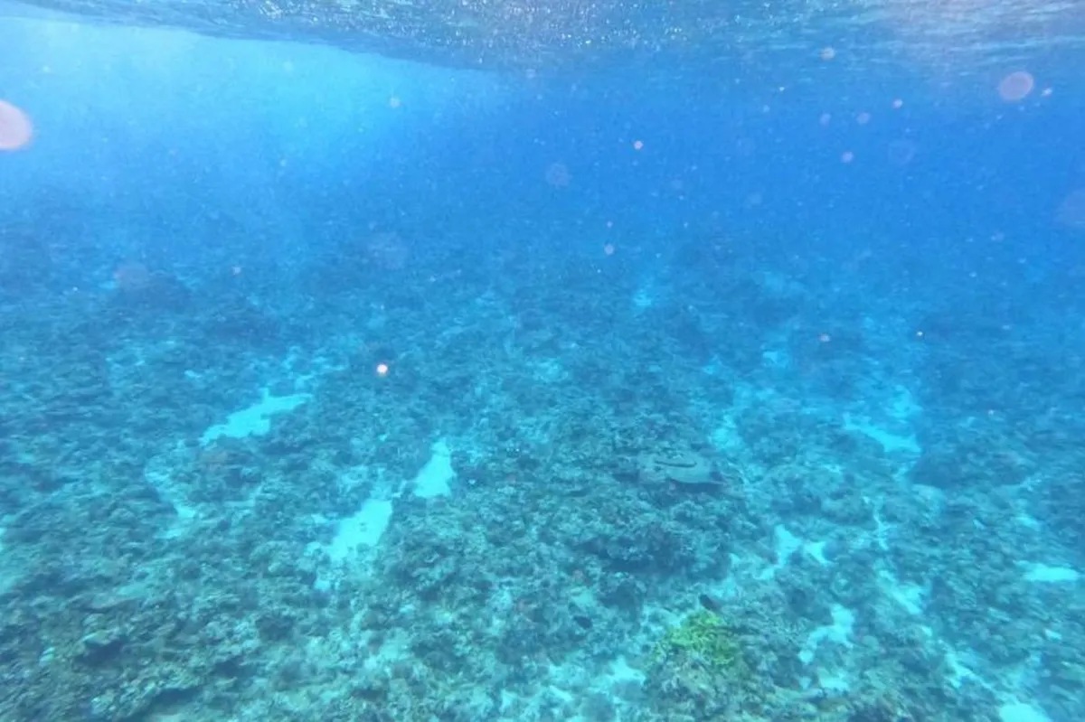 Defense chief wants increased presence in West PH Sea amid massive reef ...