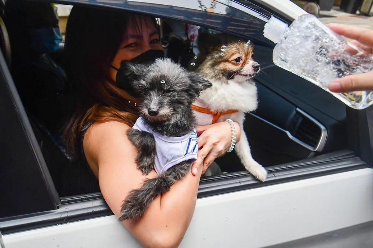 SWS: Over 6 out of 10 Filipinos are plant, pet owners | ABS-CBN Lifestyle SWS: Over 6 out of 10 Filipinos are plant, pet owners | ABS-CBN Lifestyle