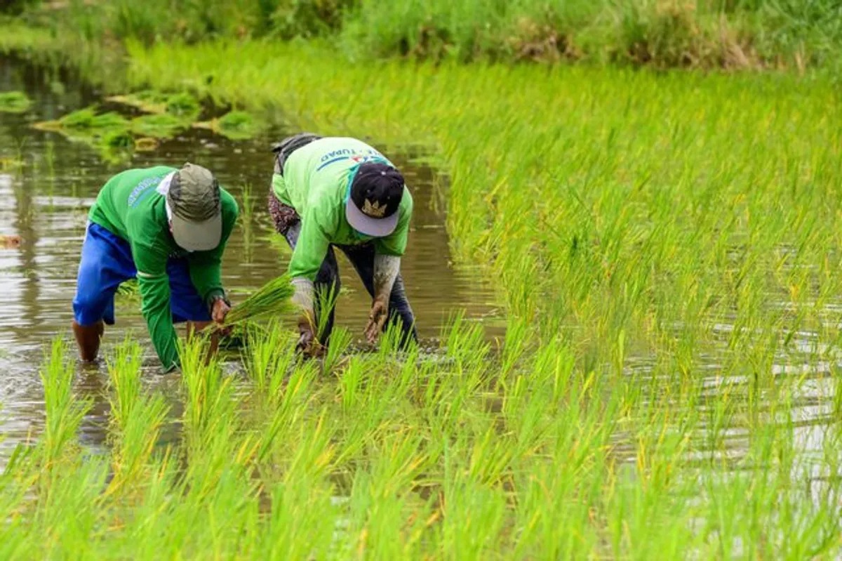 Marcos Jr OKs over P13-B financial aid to rice farmers: Palace | ABS-CBN News
