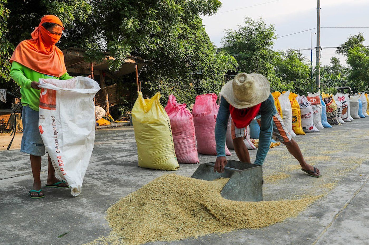 No rice price hikes expected until early 2024: Agri dept | ABS-CBN News