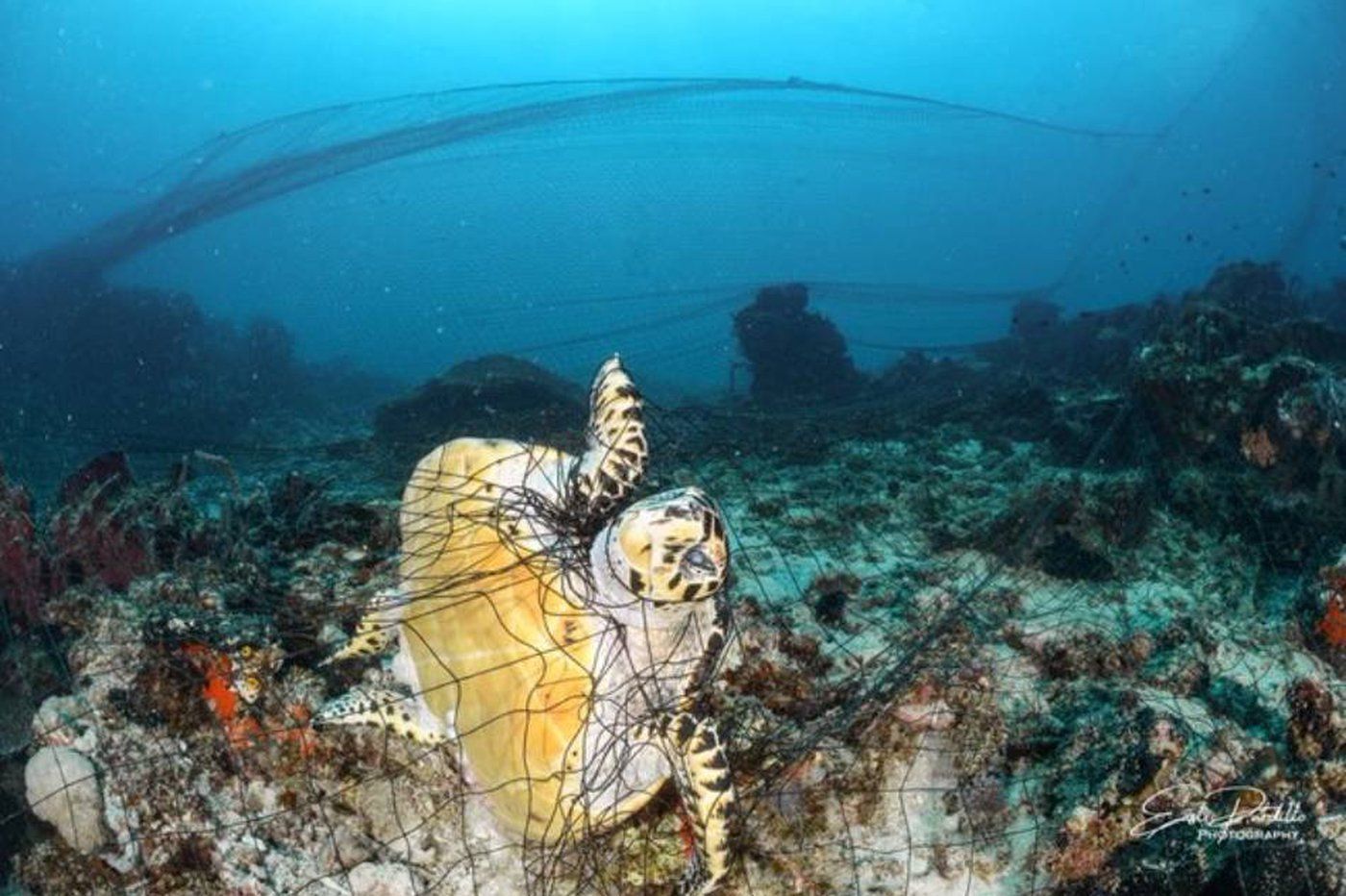 Divers find dead turtle, shark inside fishing net; rescue 2 trapped ...