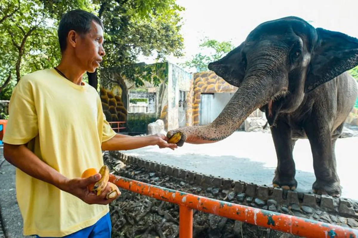 Philippines' lone elephant, Mali, dies | ABS-CBN News