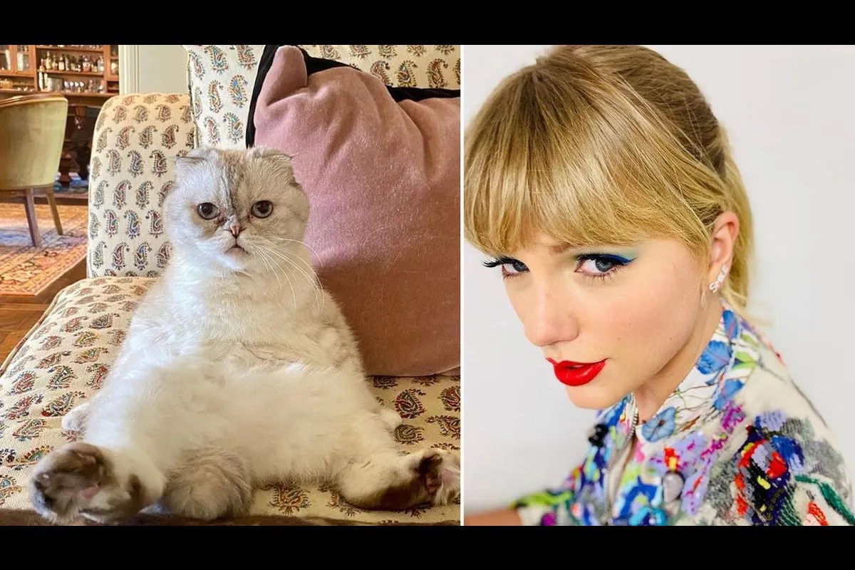Taylor Swift’s pet cat has an estimated net worth of ₱5.4 billion | ABS ...