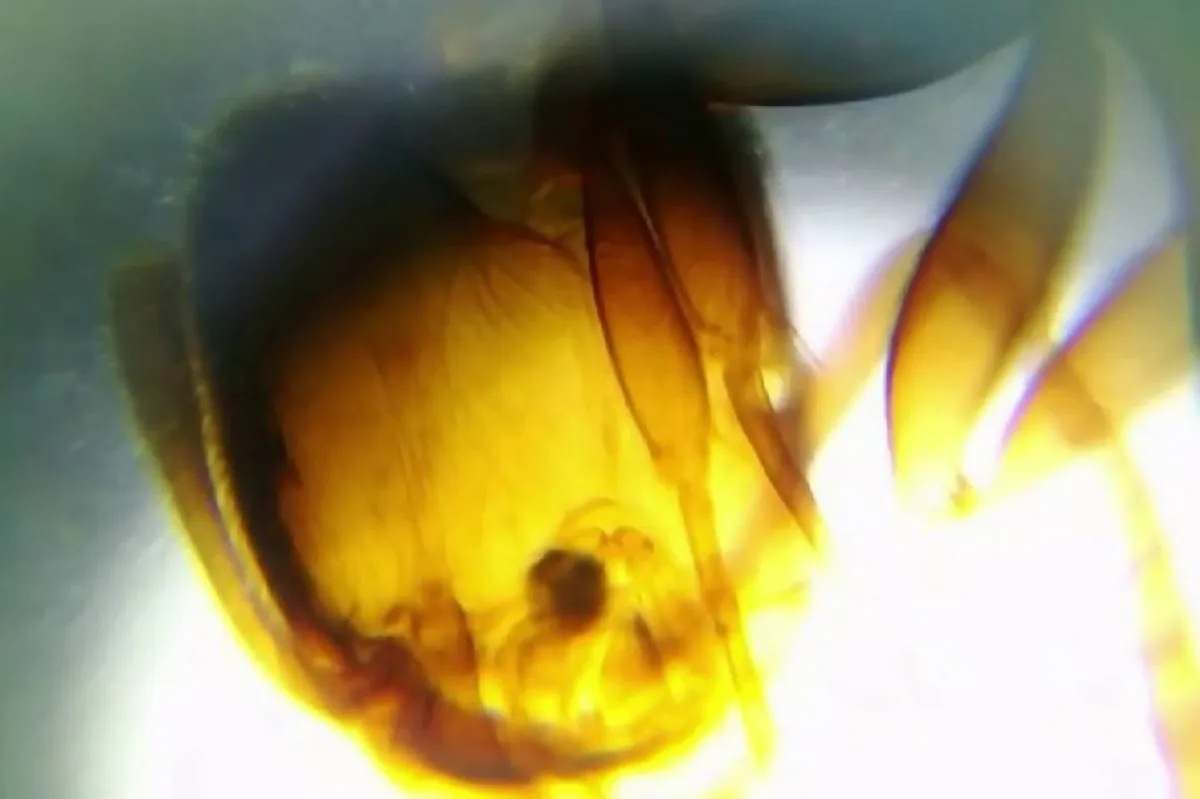 PANOORIN: Microscope na sinlaki lang ng keychain | ABS-CBN Lifestyle