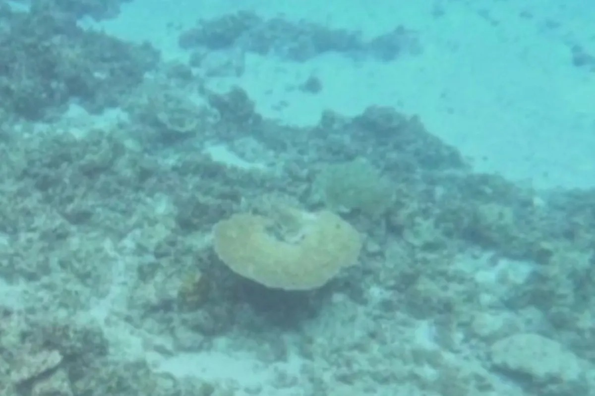 Corals sa Rozul Reef, nasimot na umano ng China | ABS-CBN News