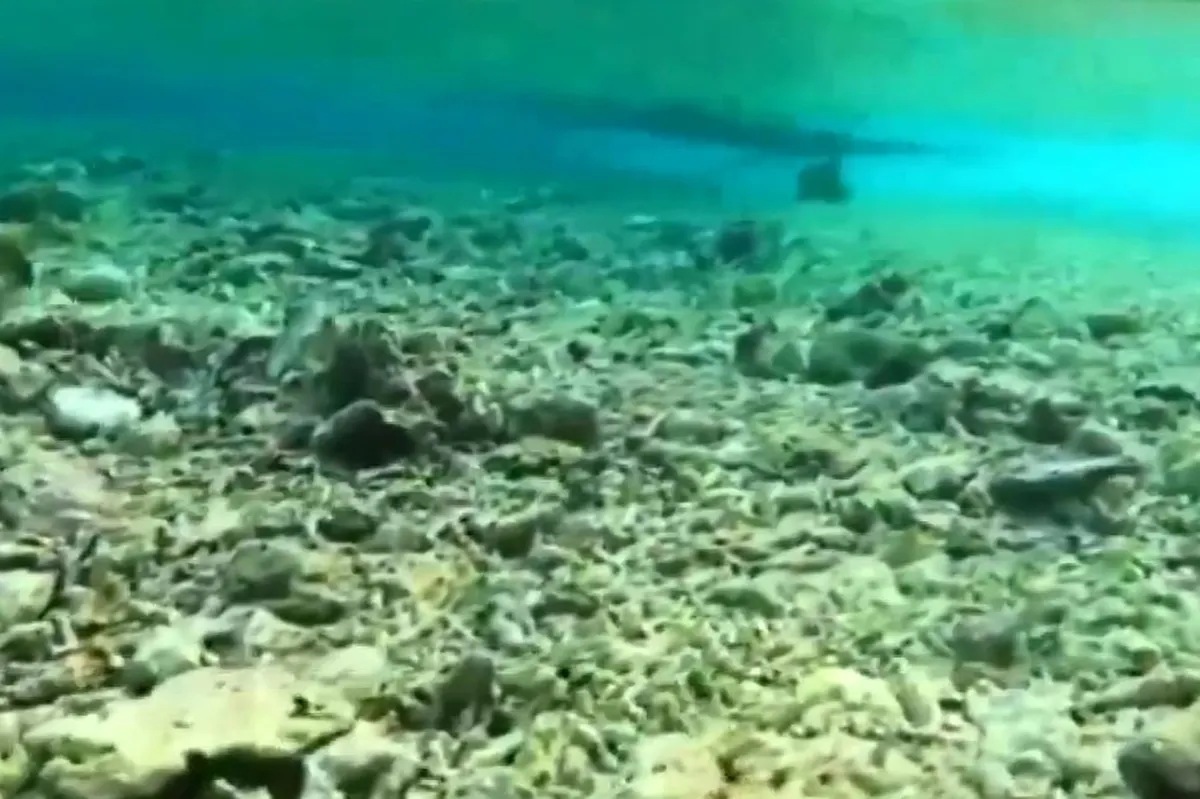 Corals nadurog, isda nawala sa Rozul Reef, Escoda Shoal: PCG | ABS-CBN News