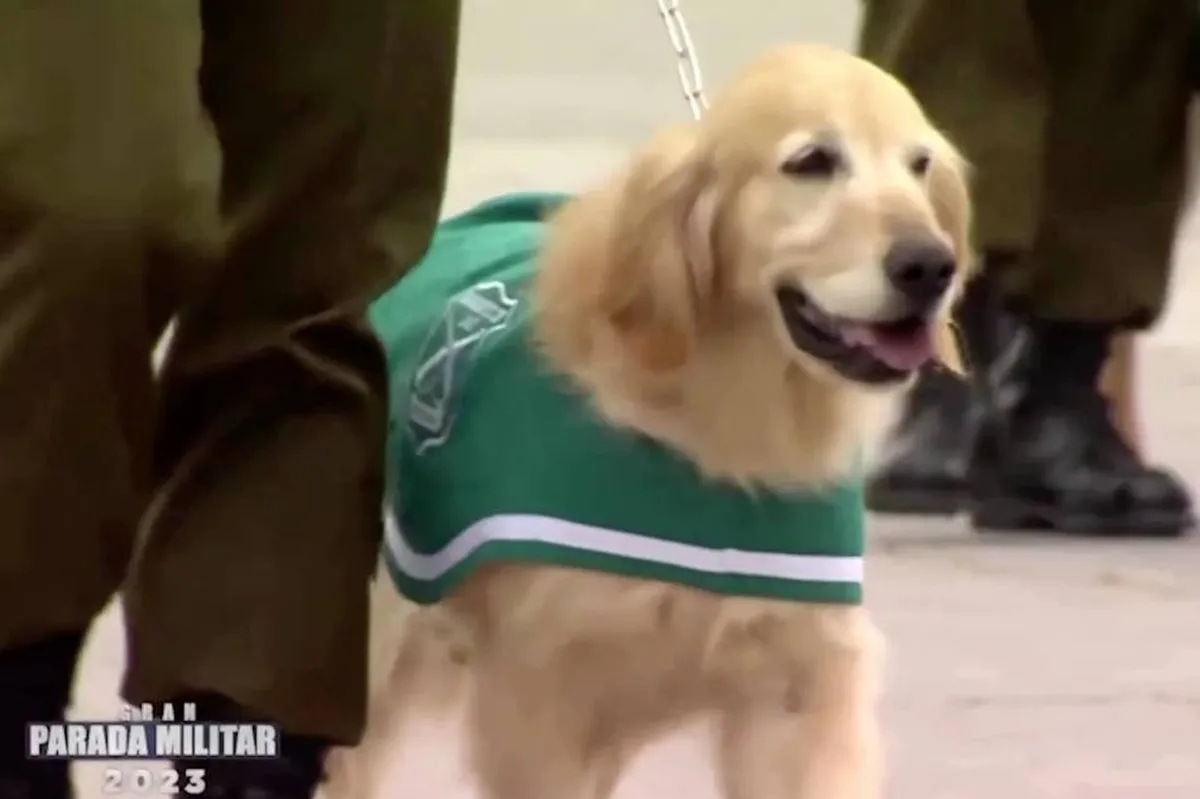 Paws and patriotism: Adorable pups shine bright in Chile's military ...