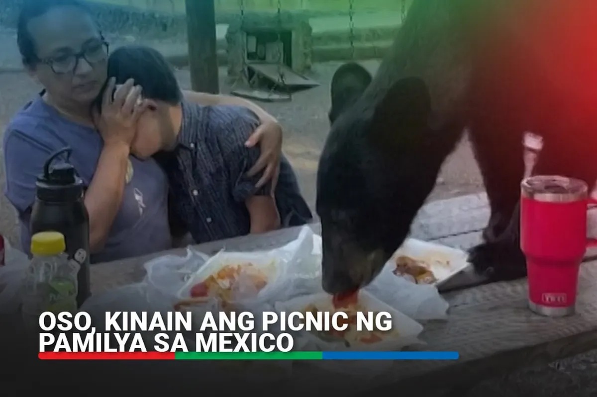 Oso, kinain ang picnic ng pamilya sa Mexico | ABS-CBN News