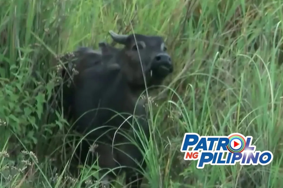 Patrol ng Pilipino: Tamaraw, critically endangered; bakit dapat ...