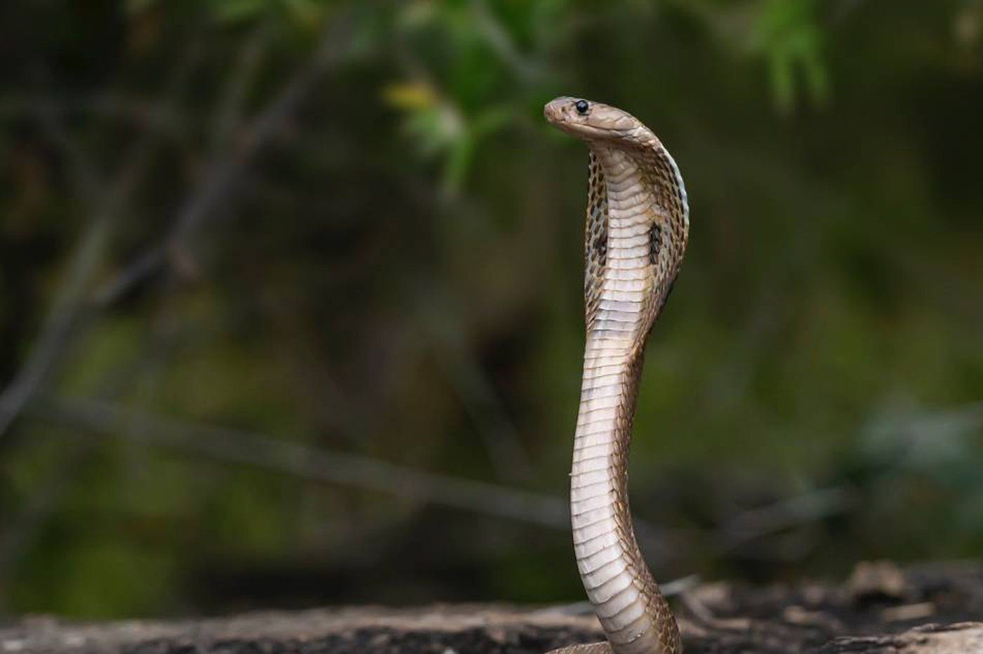 Tuklaw ng cobra: Ano ang dapat gawin? | ABS-CBN News