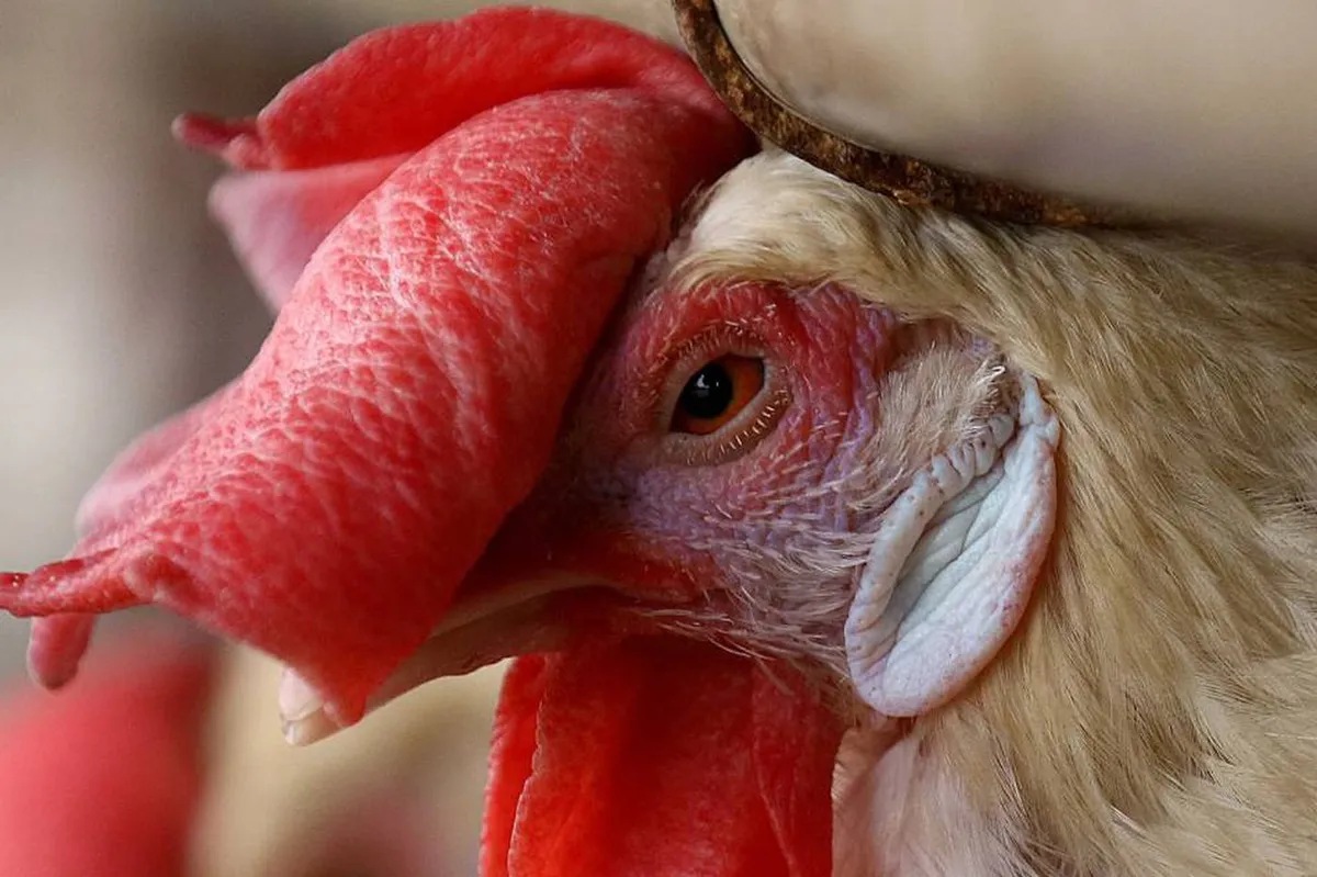 Proof humans reshaped the world? Chickens | ABS-CBN