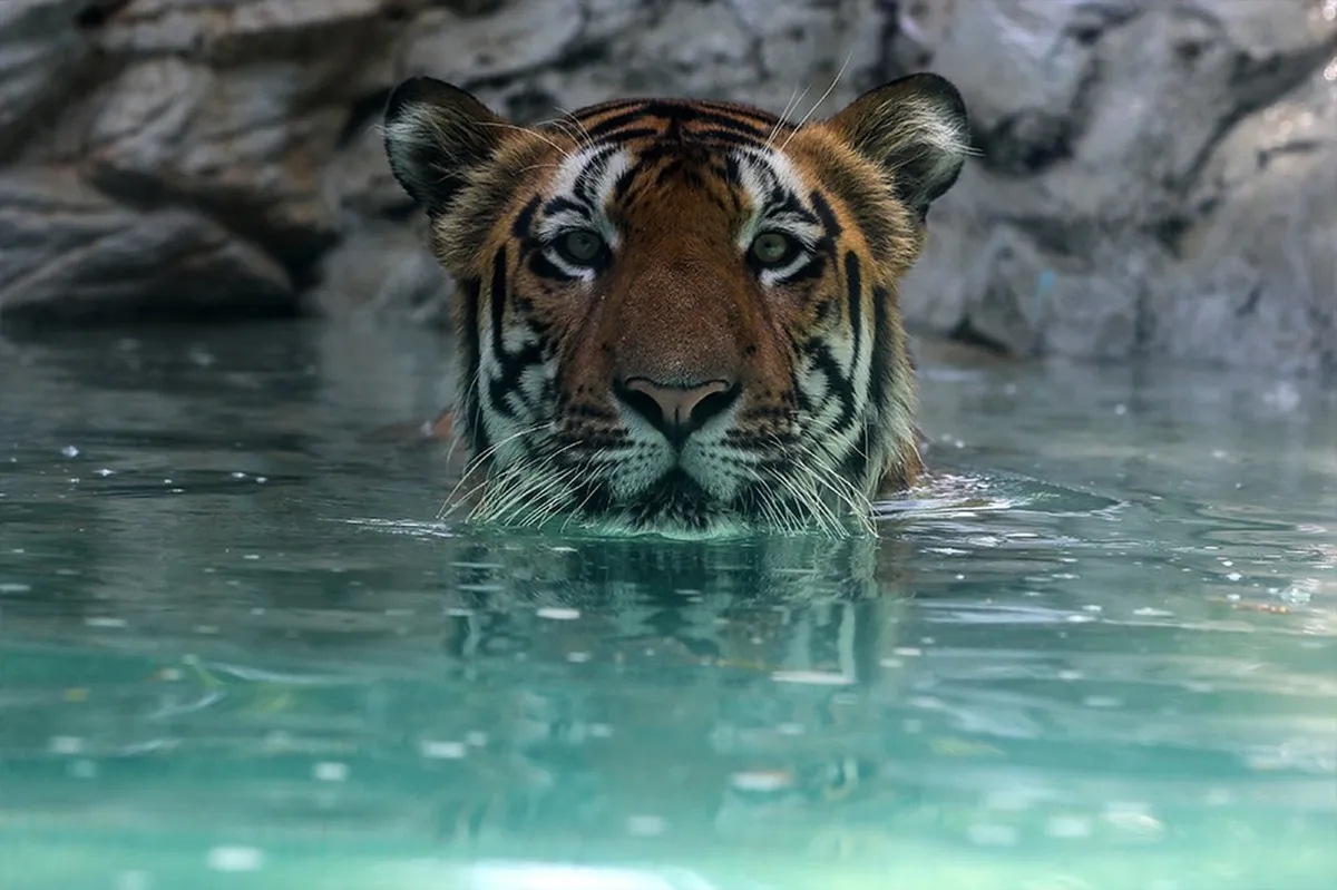 Protecting India's tigers also good for climate: study | ABS-CBN