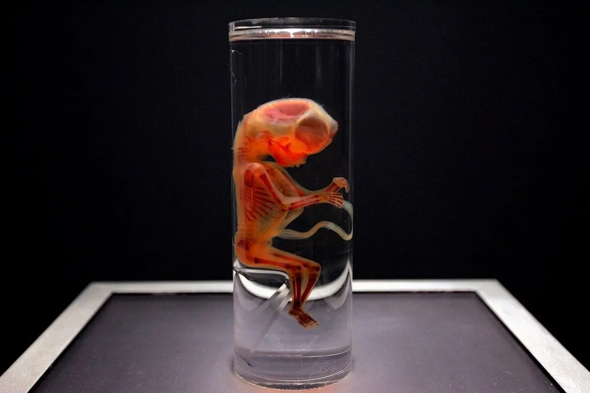 Lab-grown human embryo models spark calls for regulation | ABS-CBN