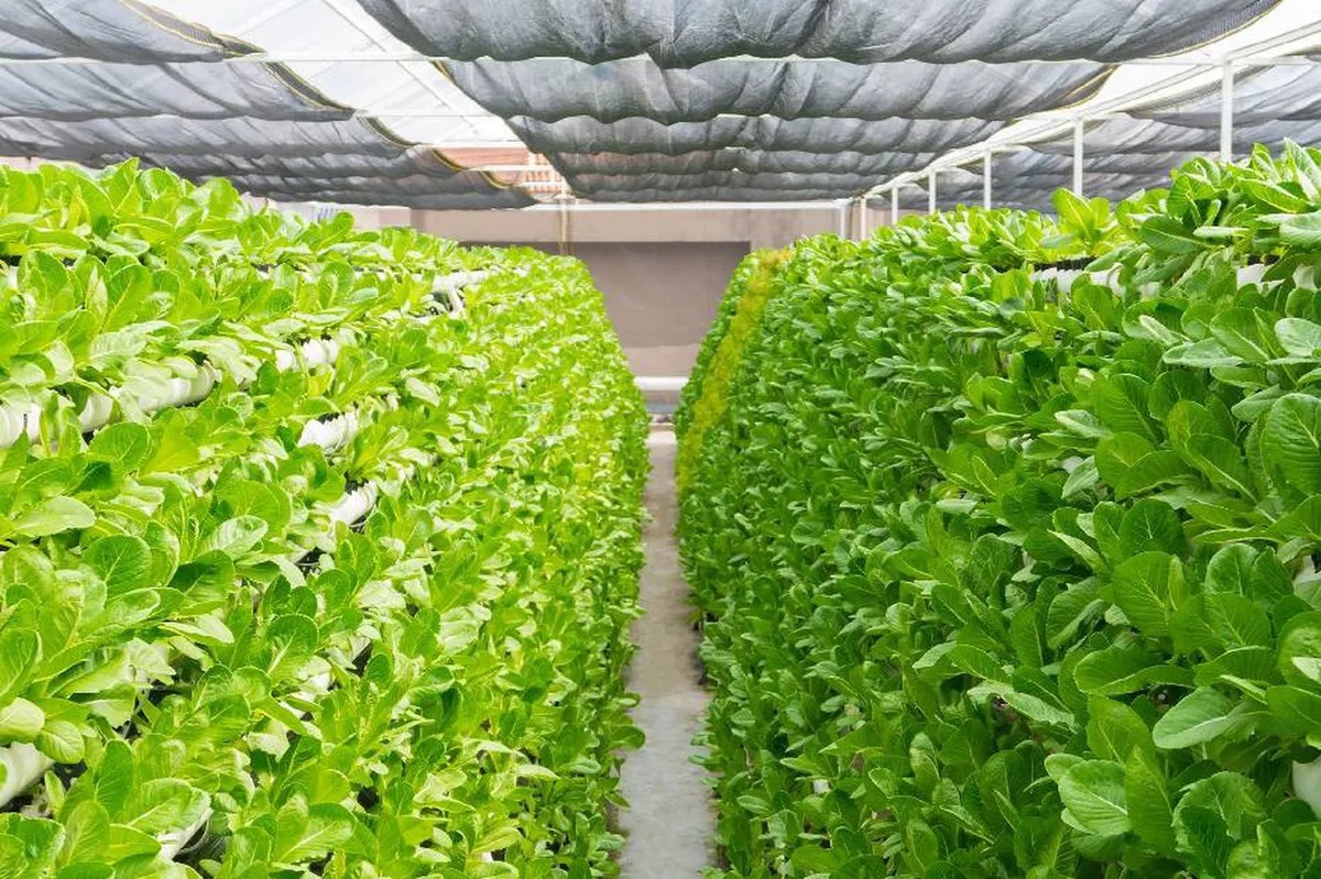 Robinsons Land, FarmTop launch vegetable farms on rooftops of buildings ...