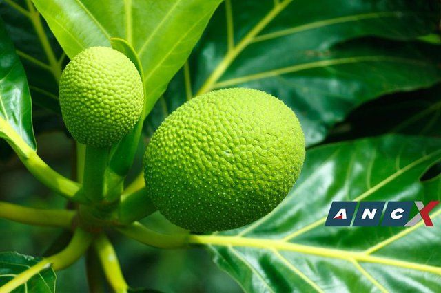 The call of kolo: Homegrown superfruit can make a nutritious, delicious ...