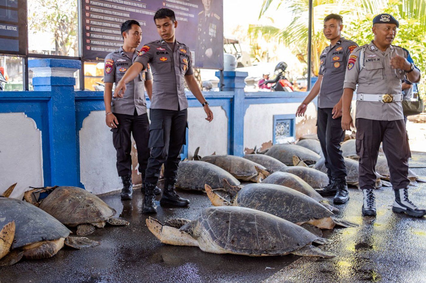 Turtle poaching in Bali | ABS-CBN