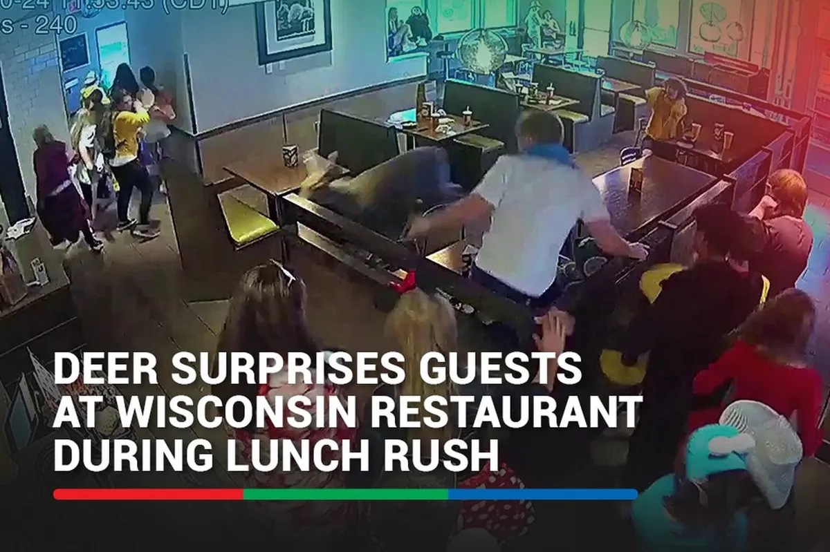 Deer surprises guests at Wisconsin restaurant during lunch rush | ABS ...