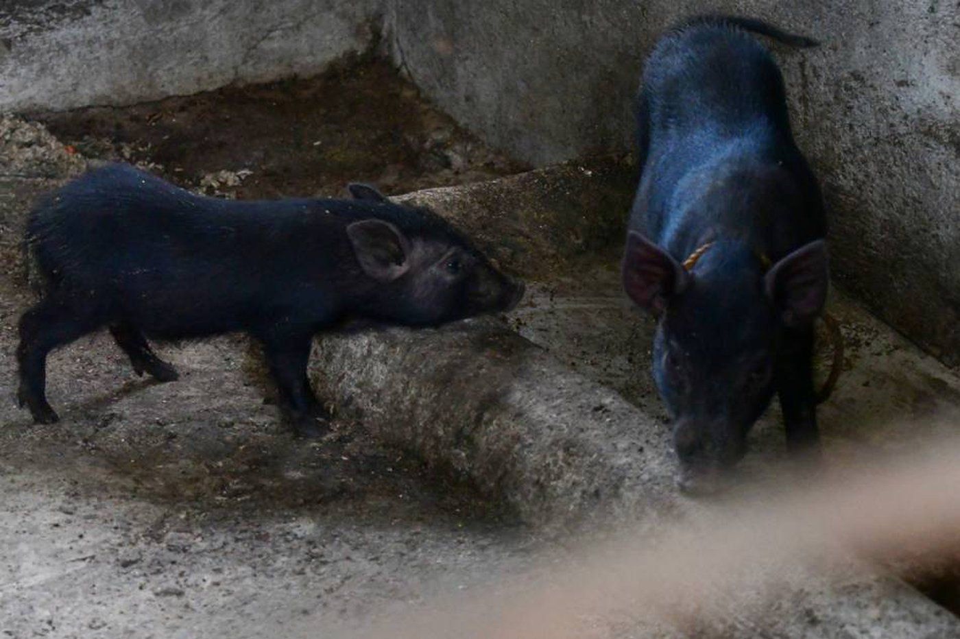 Marcos: ASF, bird flu still biggest problems as gov't braces for El ...