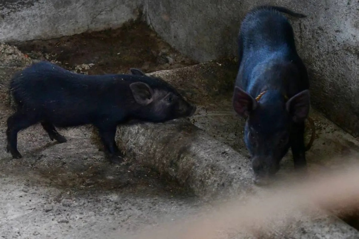 Marcos: ASF, bird flu still biggest problems as gov't braces for El ...