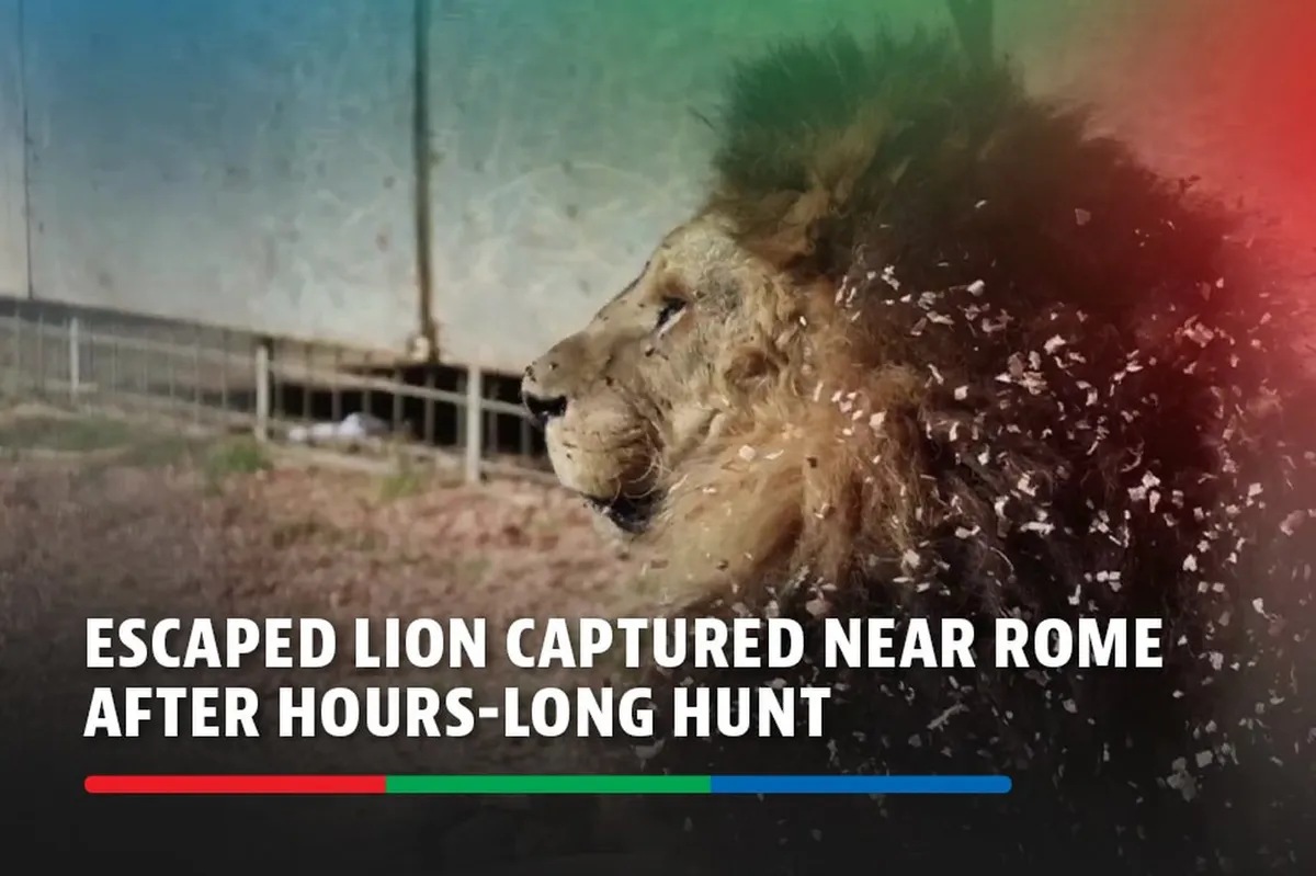 Escaped lion captured near Rome after hours-long hunt | ABS-CBN News