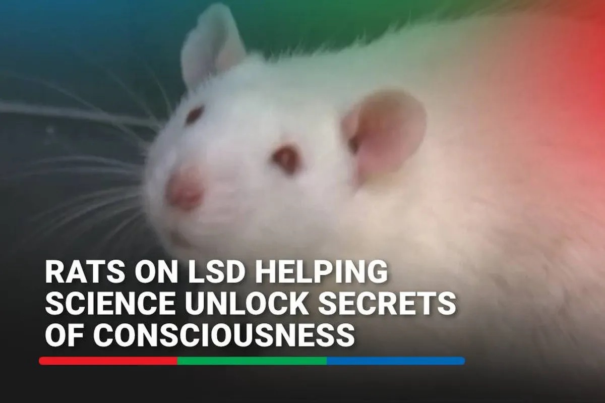 Rats on LSD helping science unlock secrets of consciousness | ABS-CBN