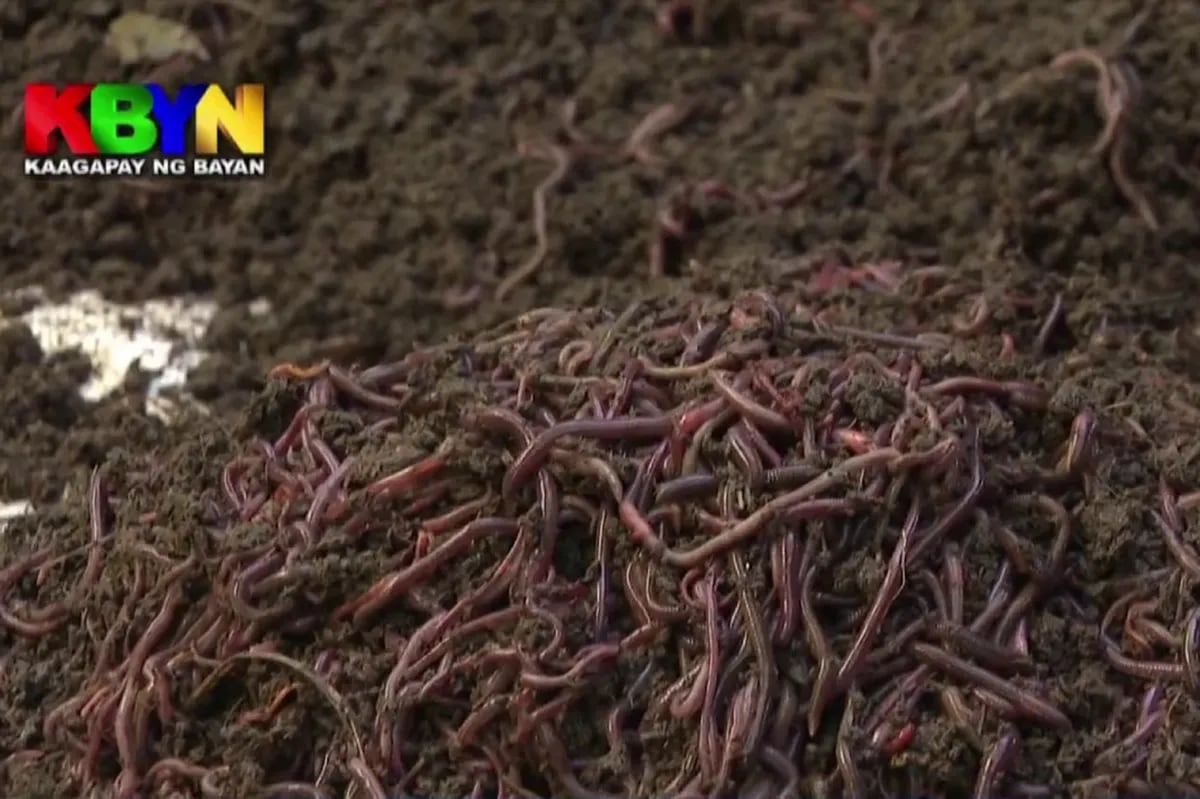 KBYN: Binata mula Laguna umunlad dahil sa pagpaparami ng bulate | ABS-CBN Lifestyle