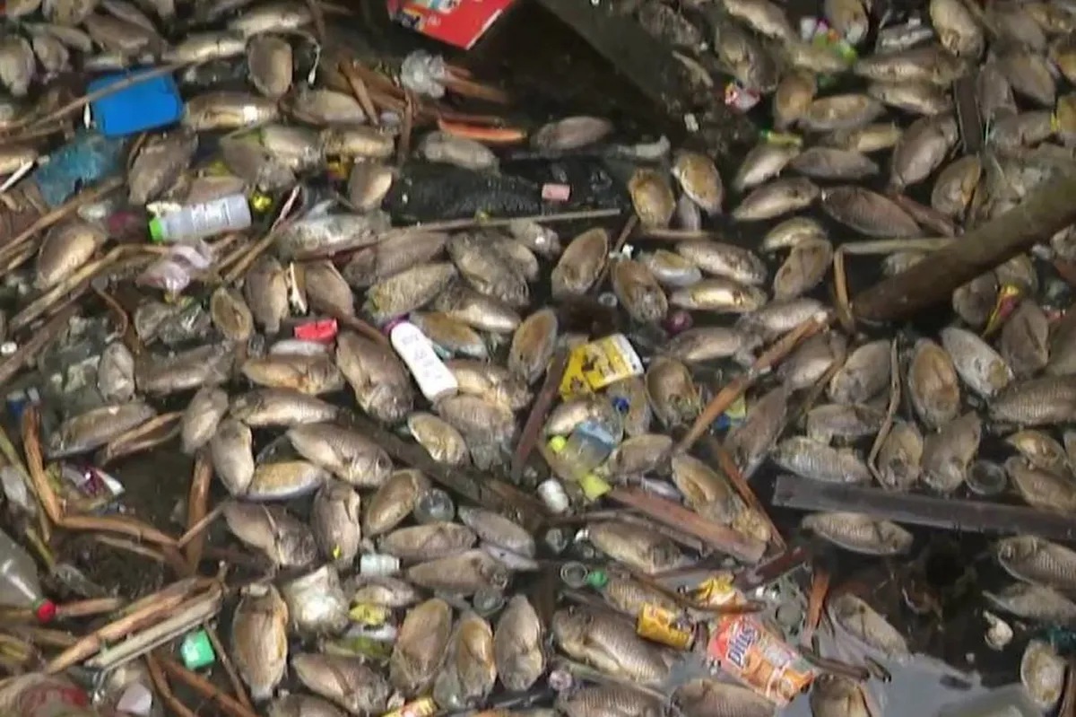 Tone-toneladang patay na tilapia lumutang sa Cañacao Bay | ABS-CBN News