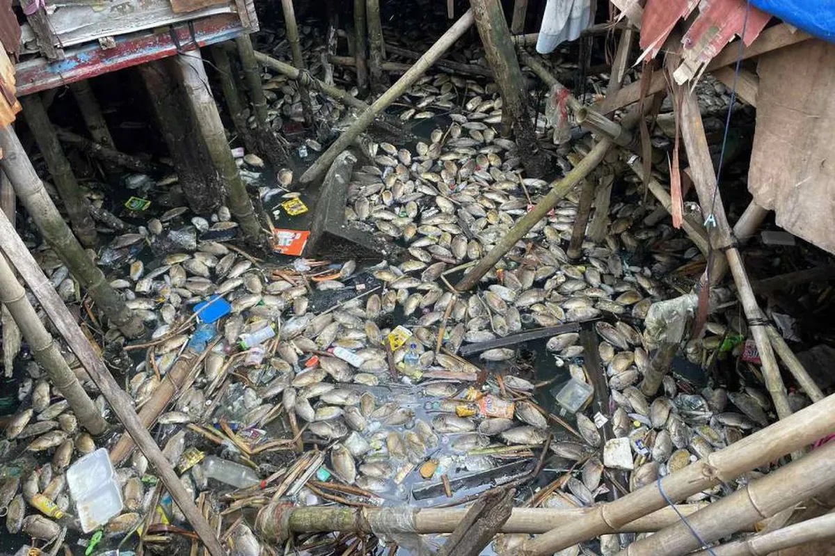 Hundreds of dead fish seen floating in Cavite City's Cañacao Bay | ABS ...