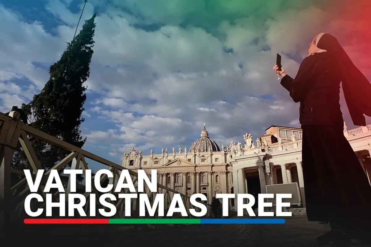 Vatican's giant Christmas tree installed in St. Peter's Square | ABS-CBN