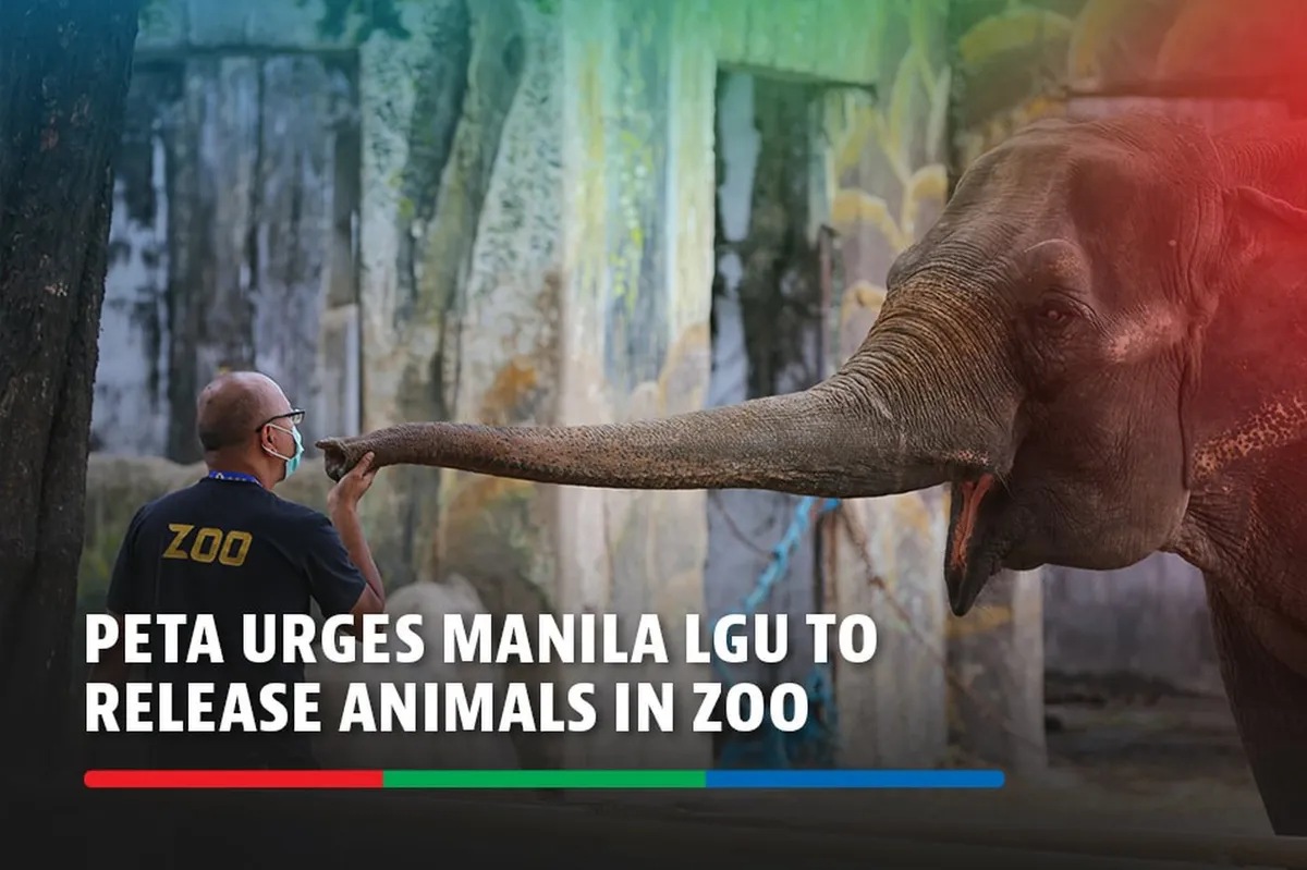 PETA urges Manila LGU to retire zoo animals after Mali's death | ABS ...