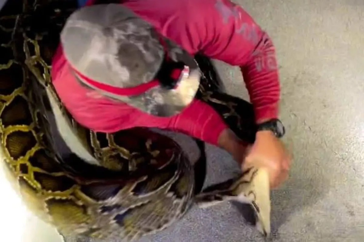 WATCH: Florida man nabs 19-foot invasive Burmese python | ABS-CBN News