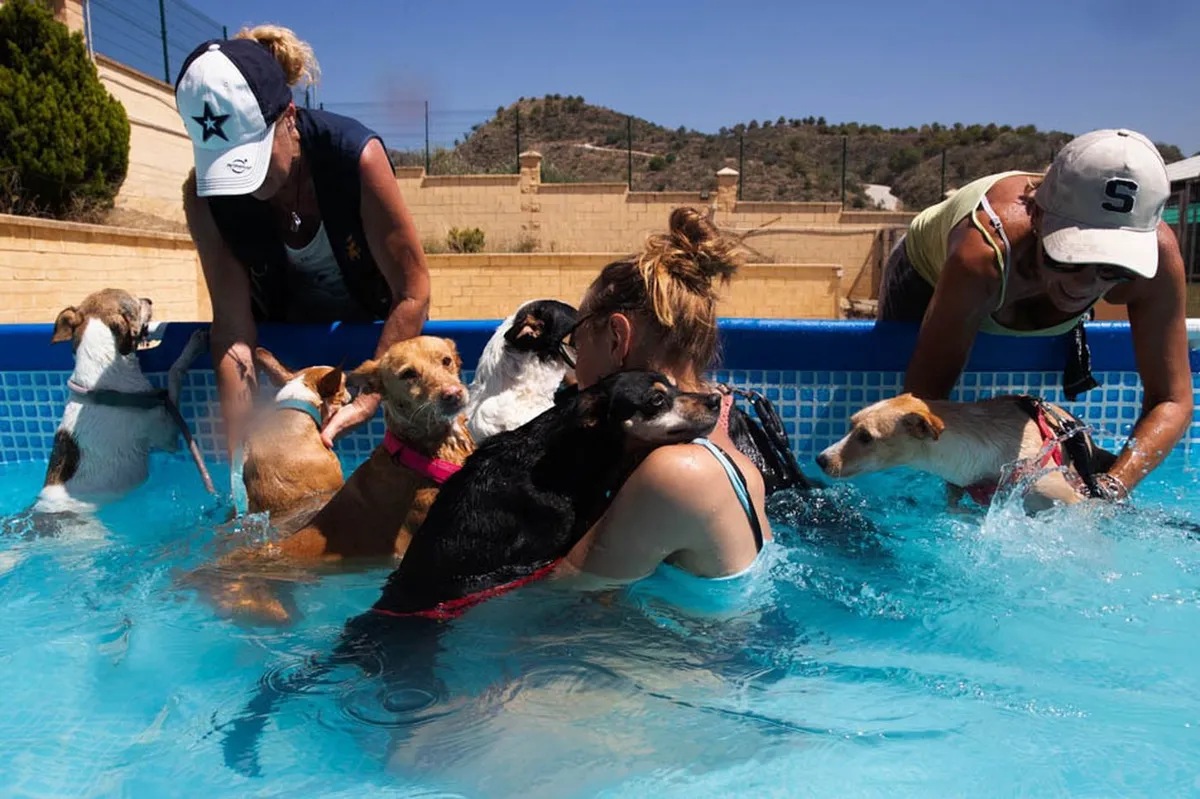 Dogs get a bath as heat wave hits Spain | ABS-CBN