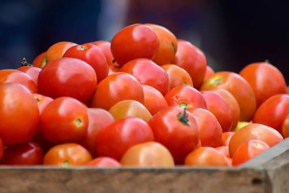 Higit triple: Presyo ng kamatis nasa higit P200/kilo na sa ilang ...