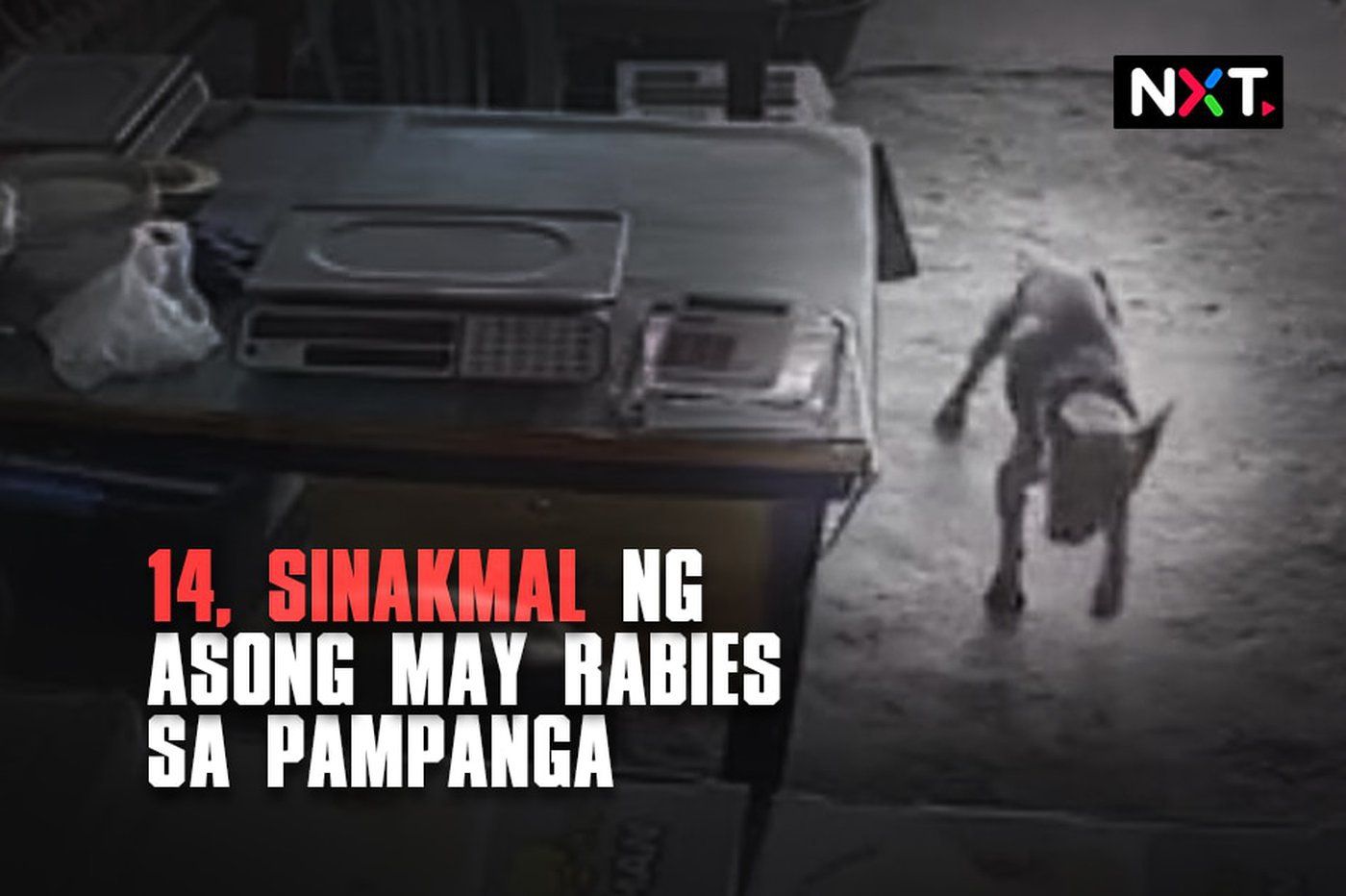 14, sinakmal ng asong may rabies sa Pampanga | ABS-CBN News